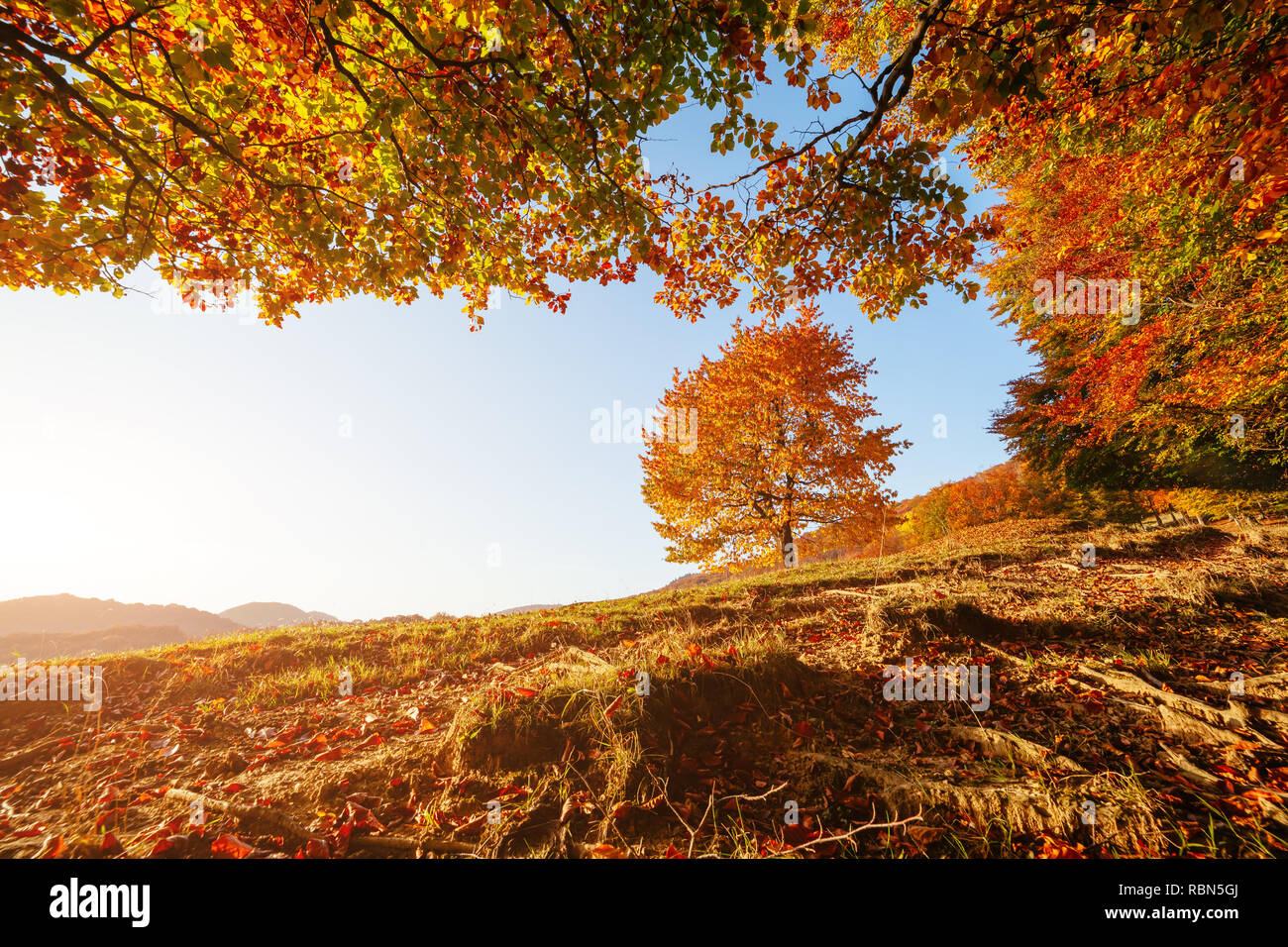 Shiny beech tree on a hill slope with sunny beams at mountain valley ...