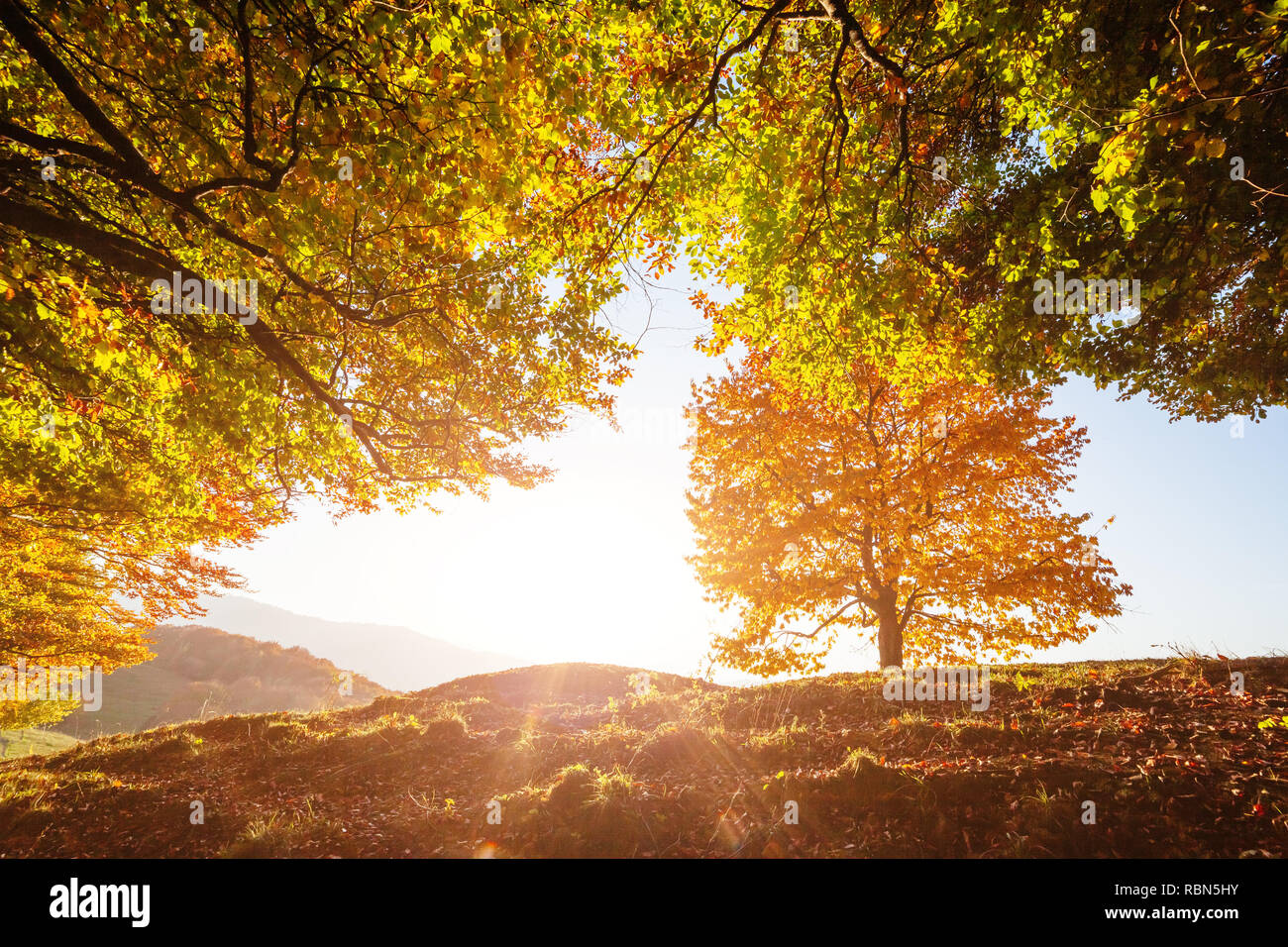 Shiny beech tree on a hill slope with sunny beams at mountain valley ...
