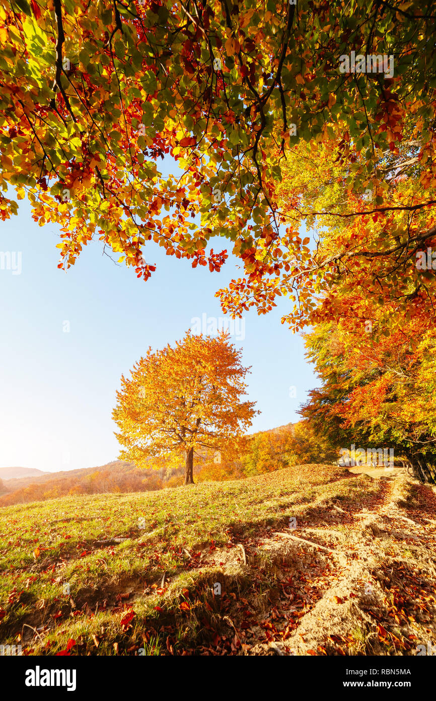 Shiny beech tree on a hill slope with sunny beams at mountain valley ...