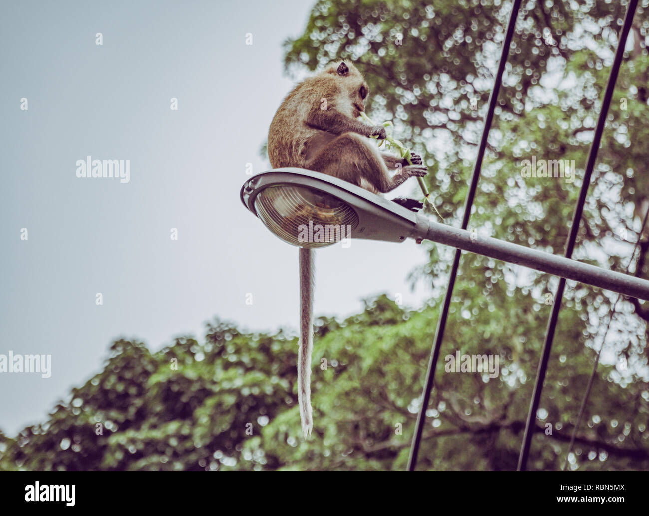 Monkey sitting on a street lamp eating plants in Thailand Stock Photo ...