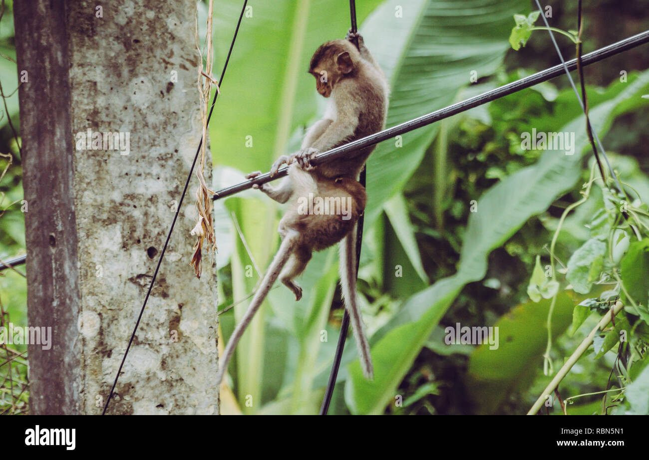 Young monkeys playing with electric cables in Thailand Stock Photo - Alamy