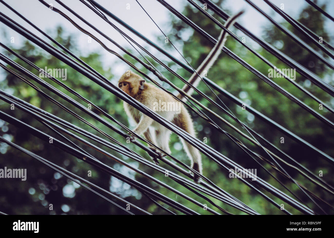 Balancing tail hi-res stock photography and images - Alamy