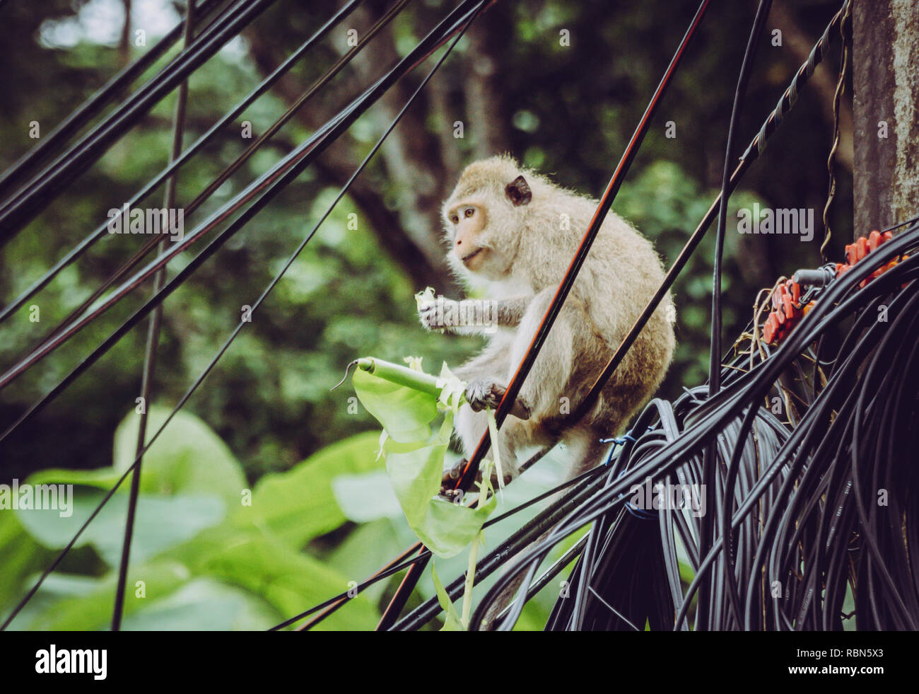 Monkey sitting on electricity cables and eating plants in Thailand ...