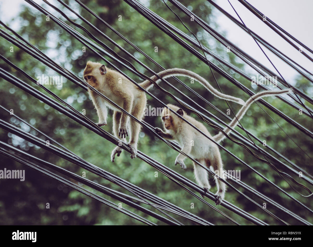 Monkeys balancing on electricity cables in Thailand Stock Photo - Alamy
