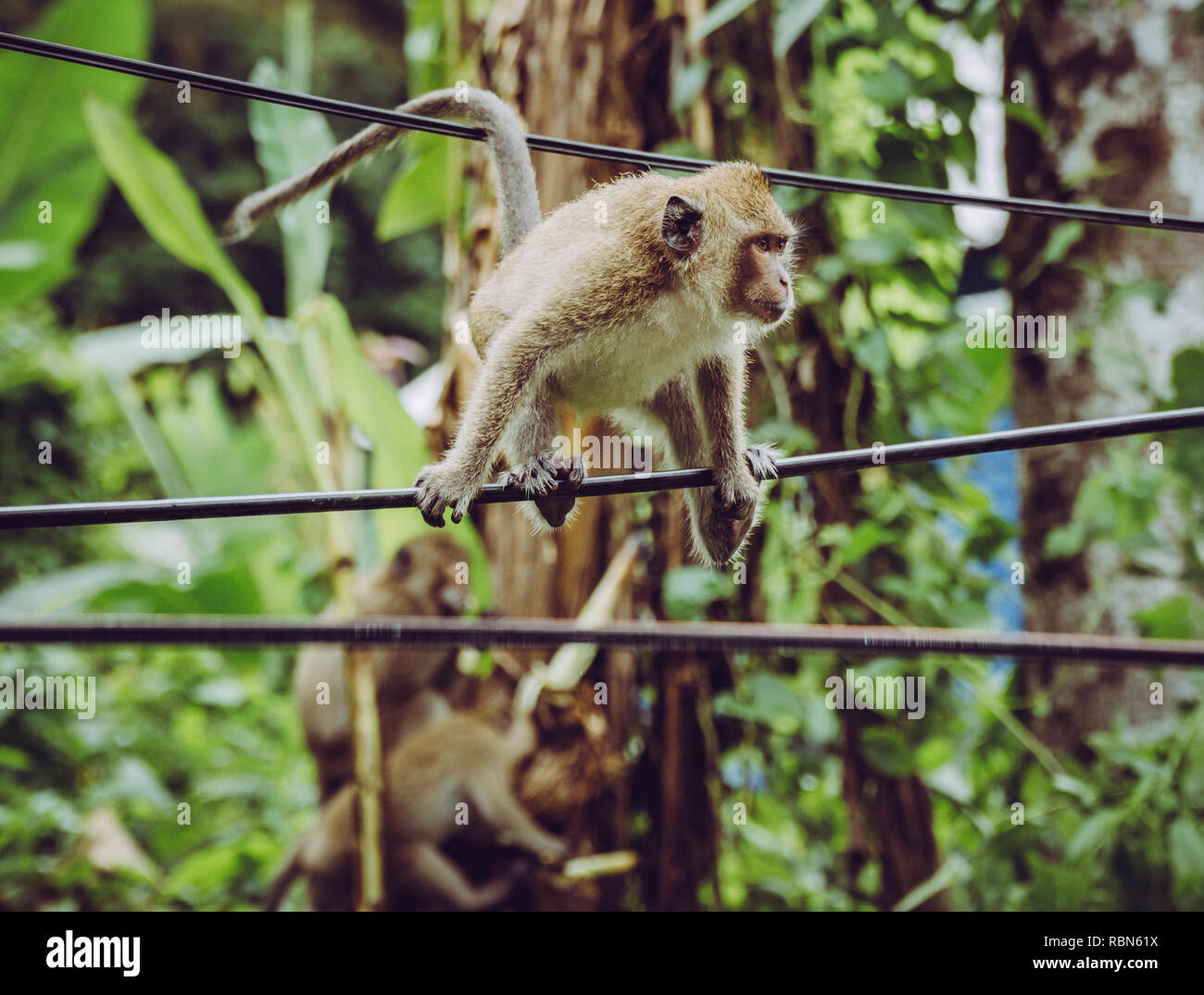 Monkey eating electric wire hi-res stock photography and images - Alamy