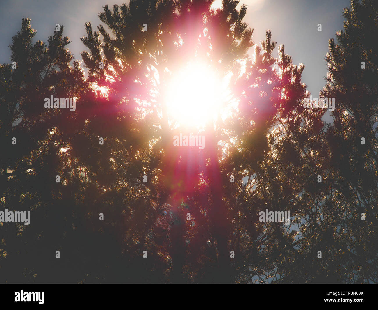 Sun between the trees Stock Photo - Alamy