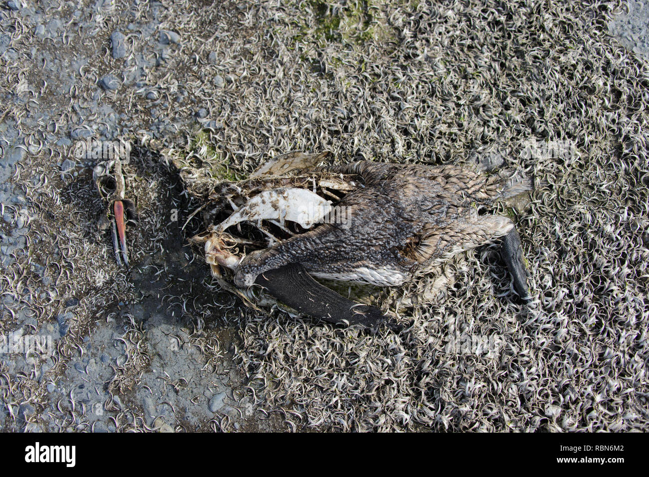 Dead Penguin High Resolution Stock Photography and Images - Alamy