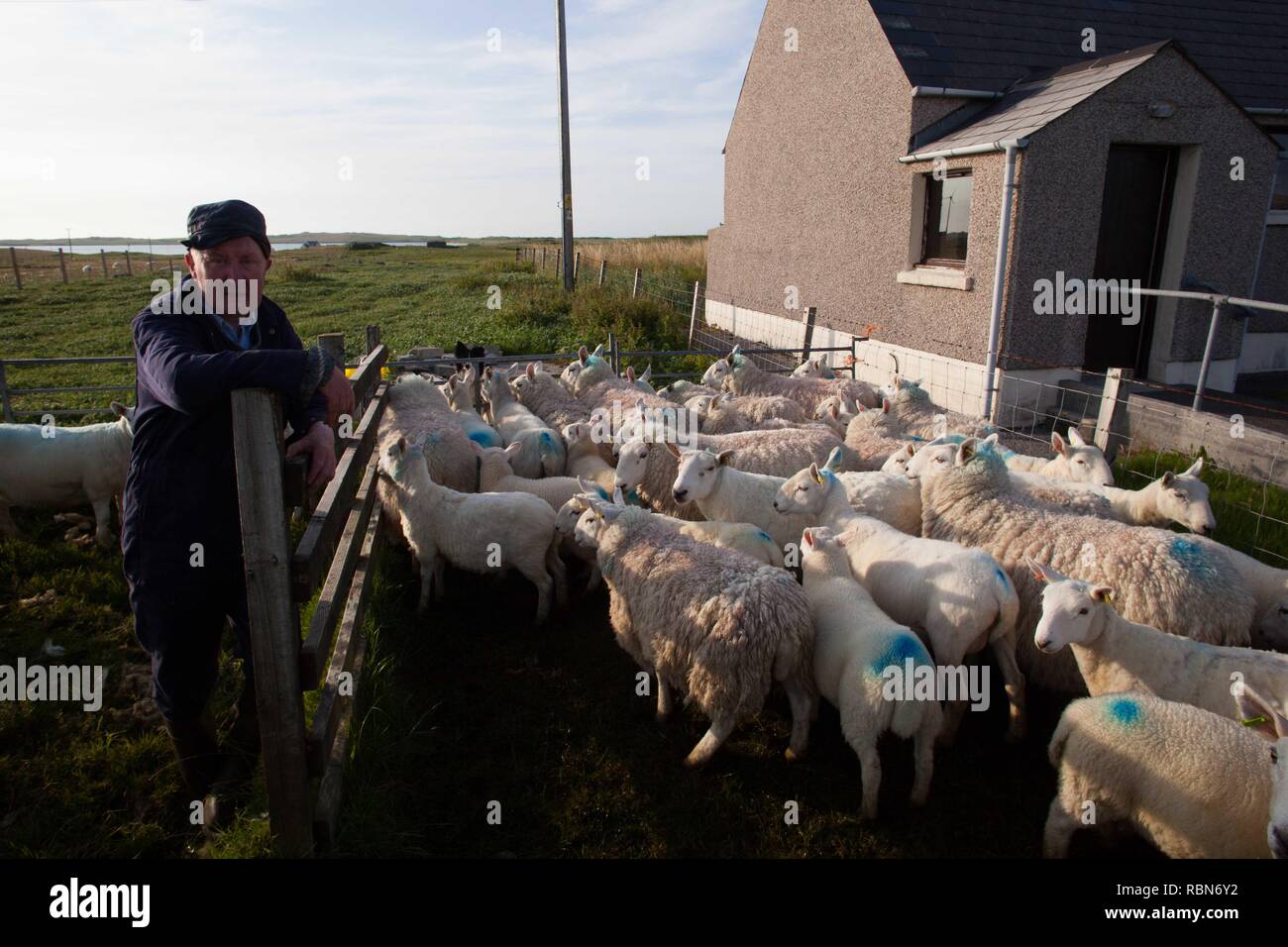 Cross breed Cheviot sheep ,newly sheered ,important for their wool to ...