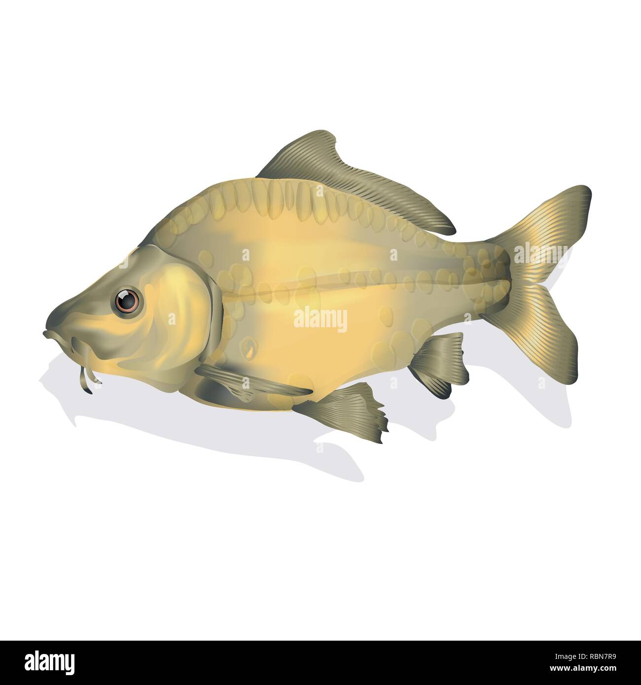 Anglers fish Cut Out Stock Images & Pictures - Alamy