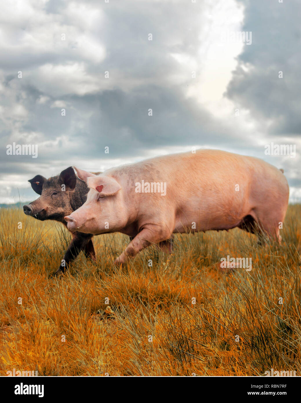 Two pigs walking together Stock Photo - Alamy