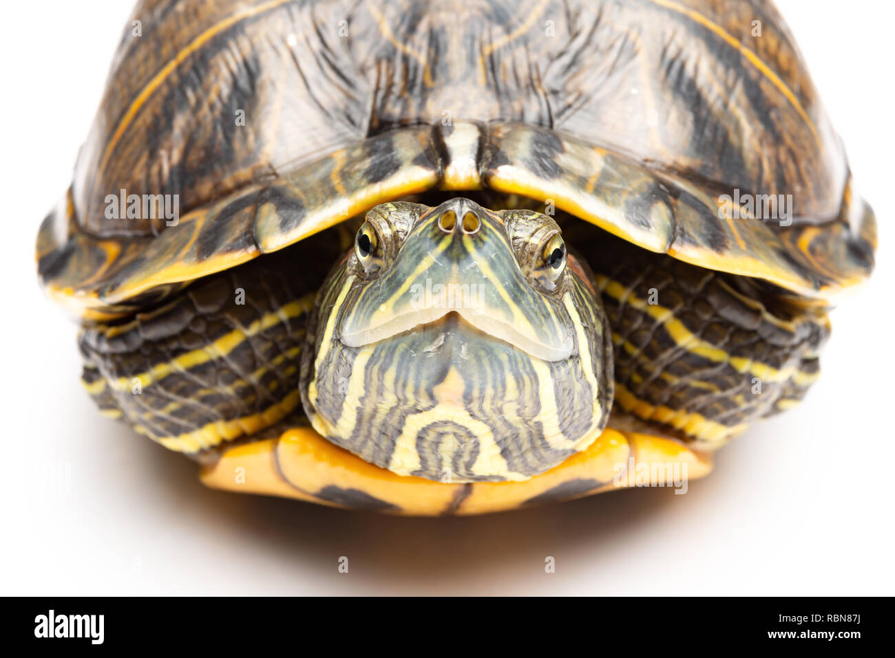 front view pet turtle red-eared slider or Trachemys scripta elegans ...