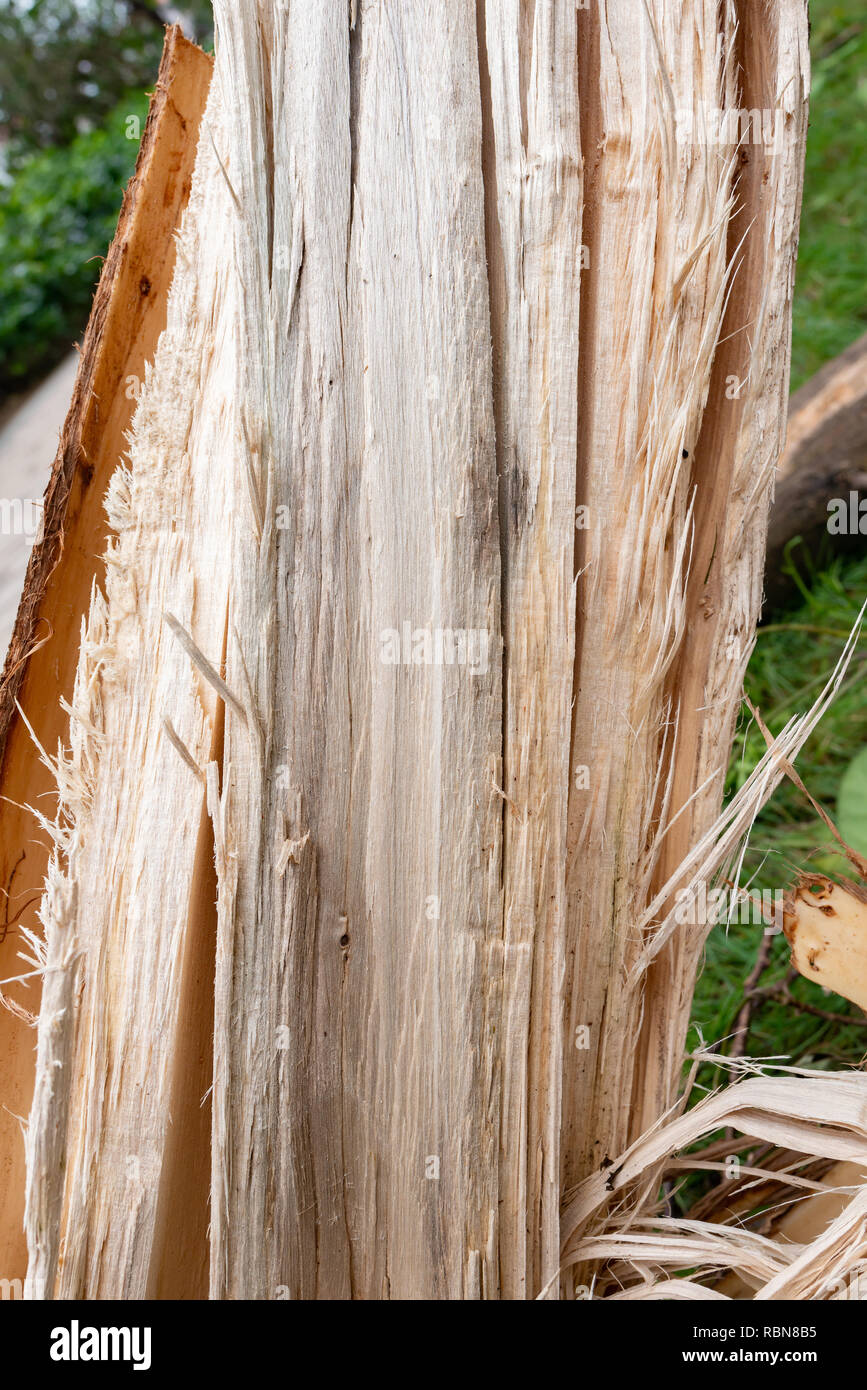 tree with damaged bark close up vertical composition Stock Photo - Alamy