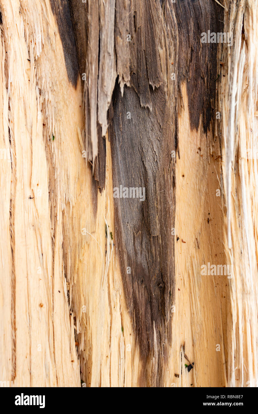 Injured tree bark hi-res stock photography and images - Alamy