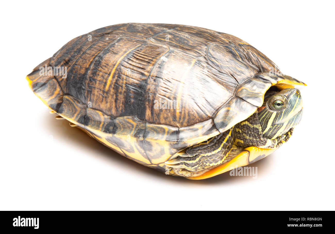 Red eared turtle shell Cut Out Stock Images & Pictures - Alamy