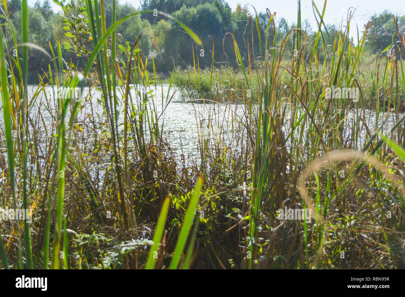 Reed on the river Bank Stock Photo - Alamy