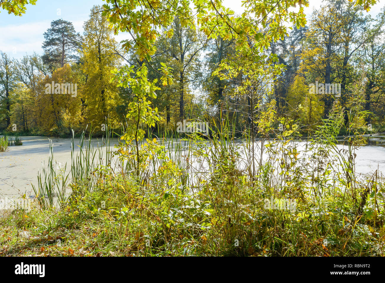 Forest river, Forest swamp Stock Photo - Alamy