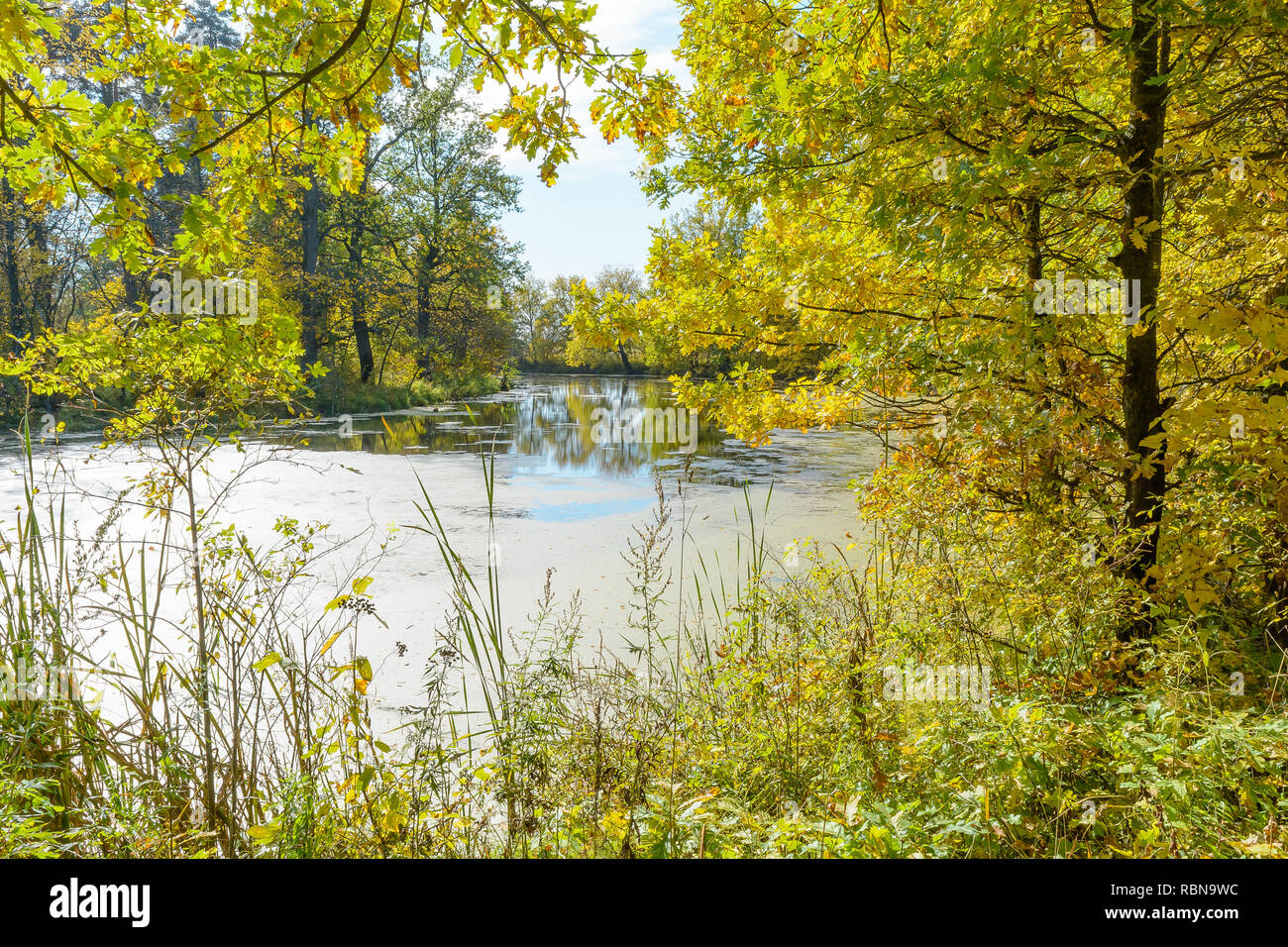 Forest river, Forest swamp Stock Photo - Alamy