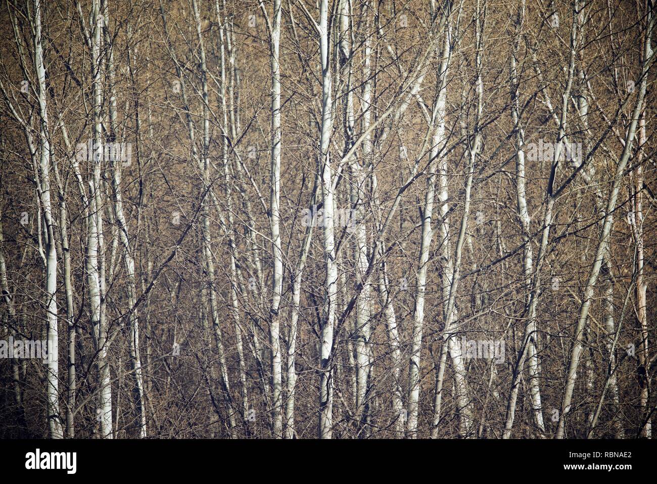 Poplar forest in winter in Spain Stock Photo - Alamy