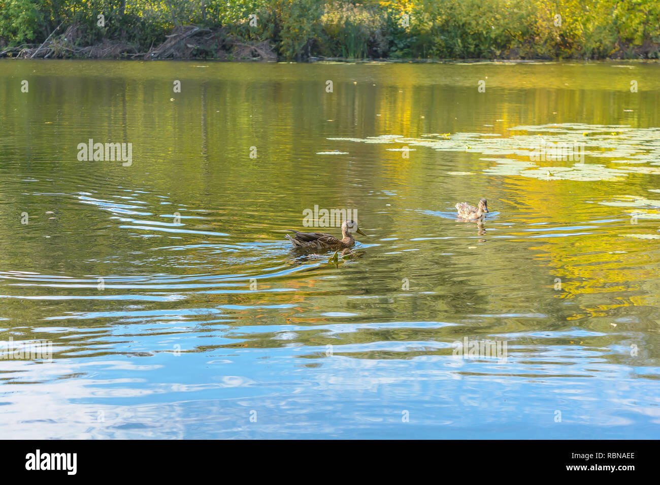Wild ducks floating on the river Stock Photo - Alamy