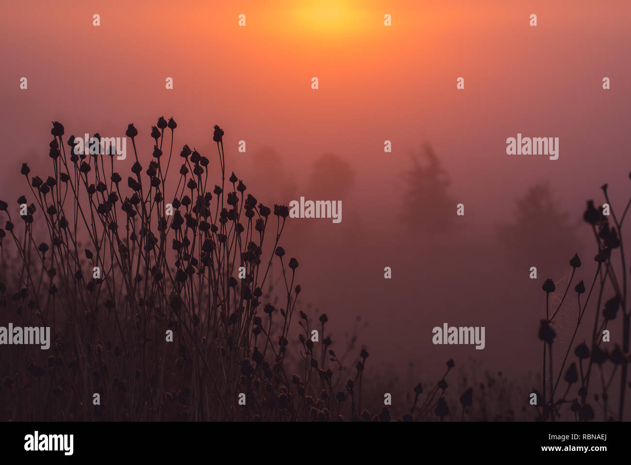 Kronsberg hi-res stock photography and images - Alamy