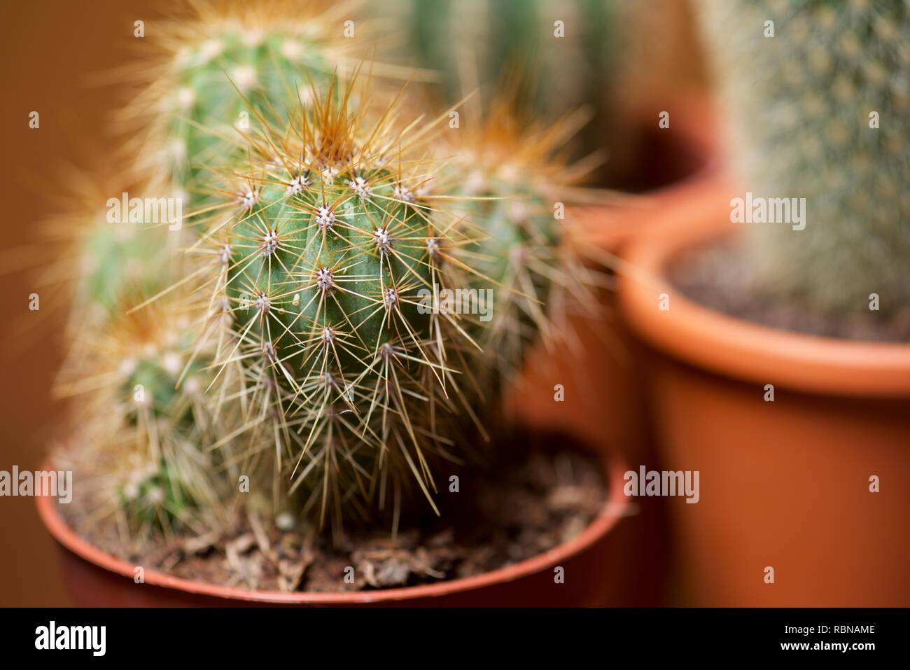 Little cactus plant group view Stock Photo - Alamy
