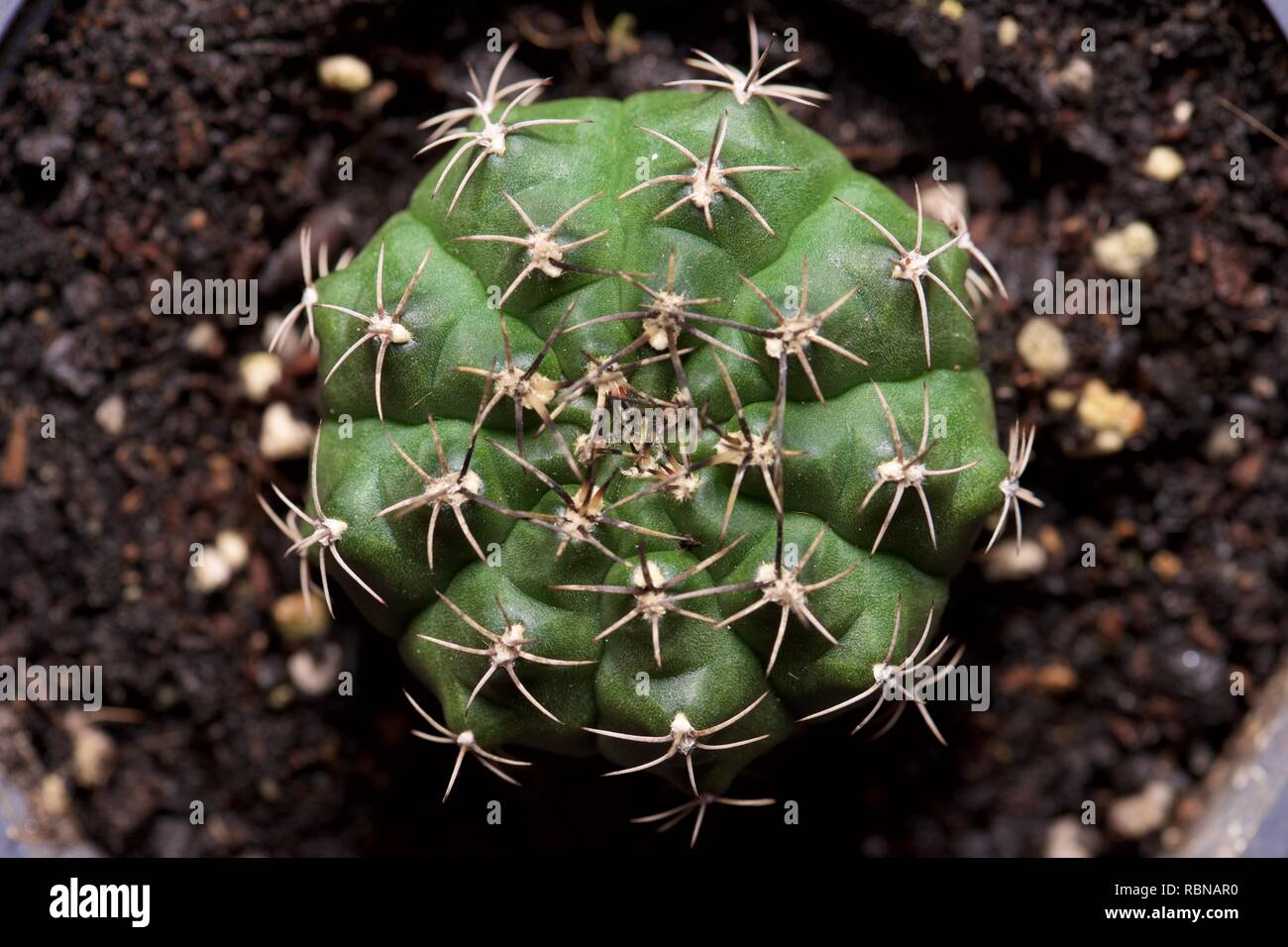 Little cactus plant in a flowerpot Stock Photo - Alamy