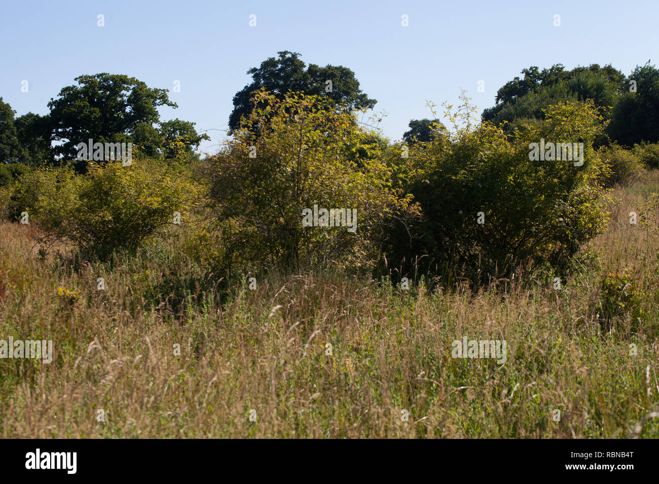 Ecological succession farm hi-res stock photography and images - Alamy