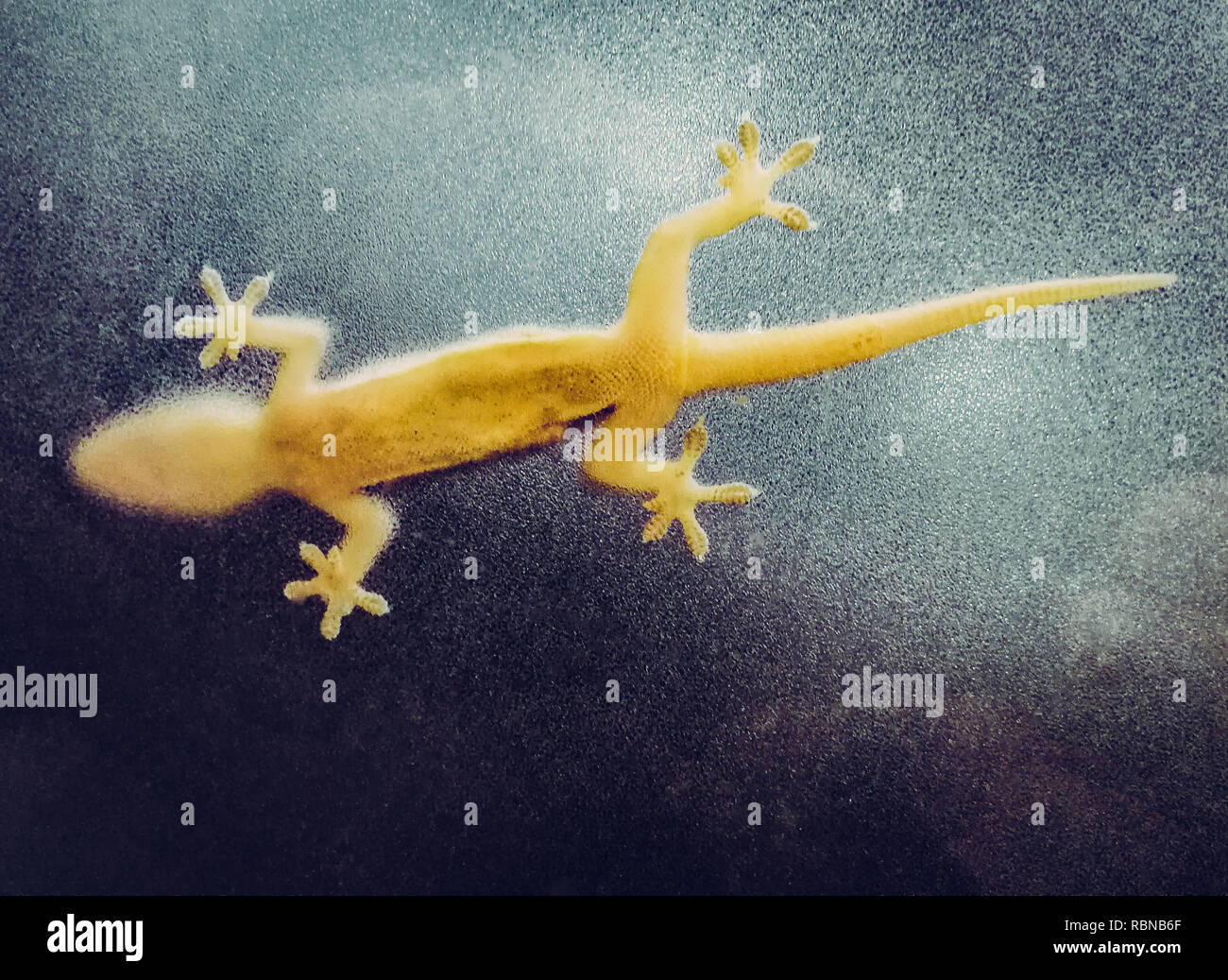 Gecko climbing on a glass window from below Stock Photo - Alamy