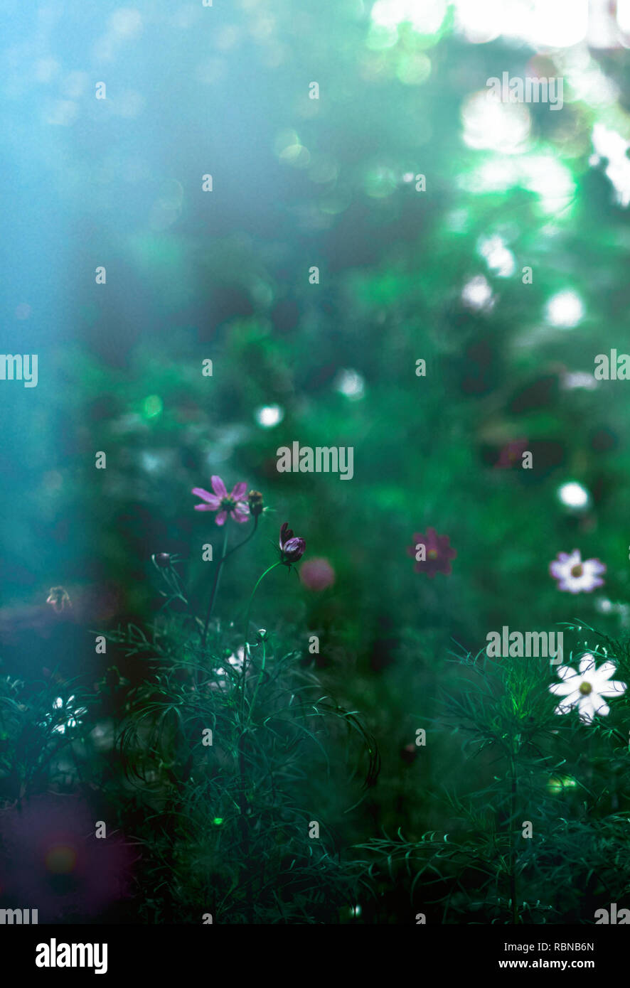 Flower growing in moonlight hi-res stock photography and images - Alamy