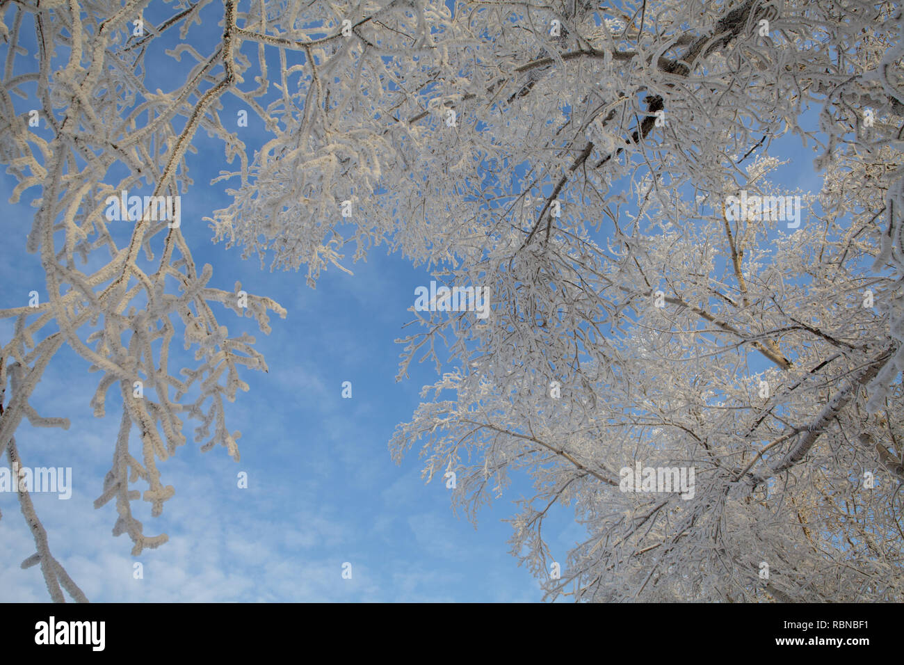winter landscape, branches of trees in frost Stock Photo - Alamy