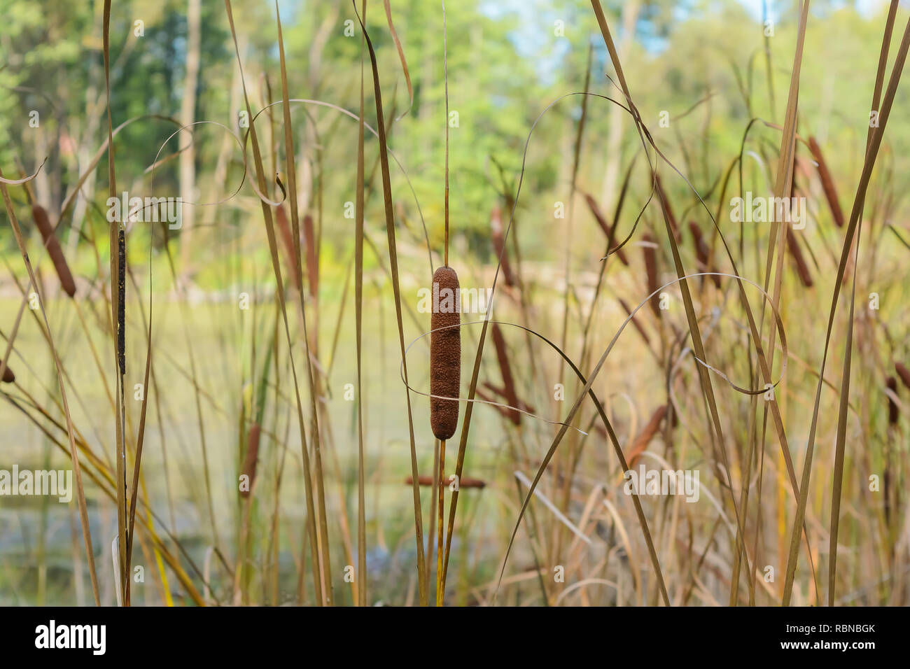 Reeds In The Swamp Stock Photo - Alamy