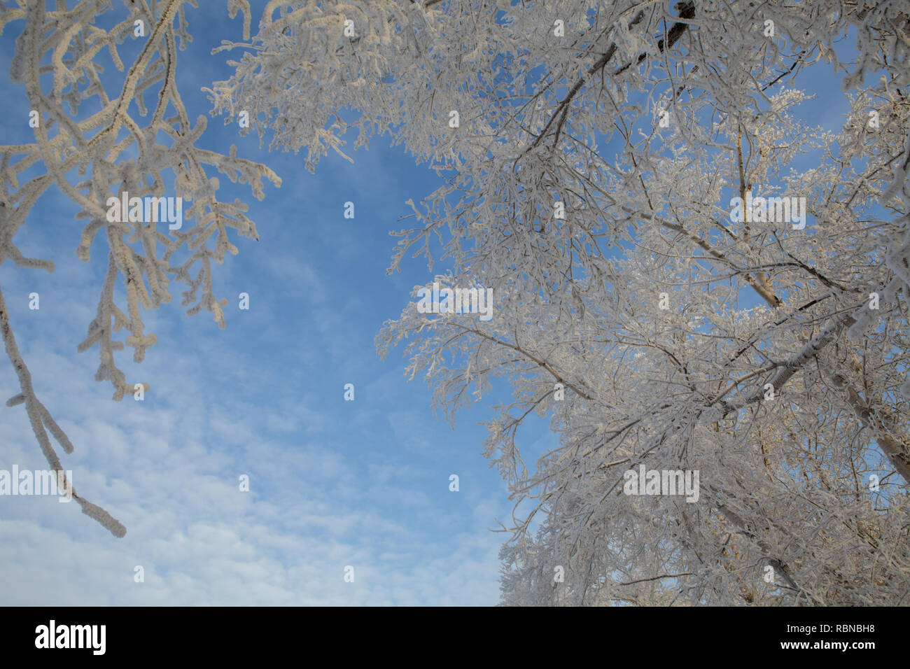 winter landscape, branches of trees in frost Stock Photo - Alamy