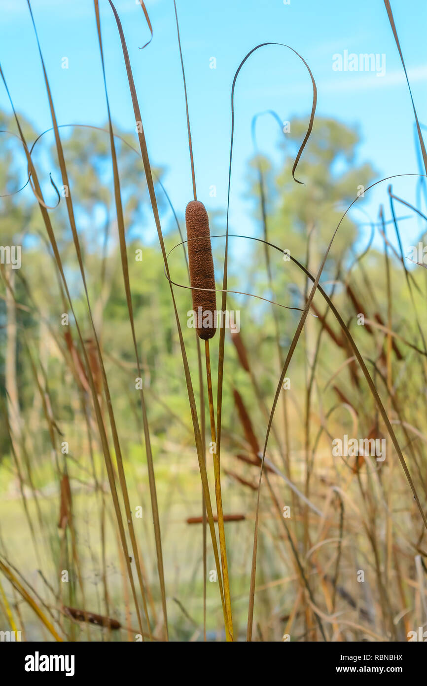 Reeds In The Swamp Stock Photo - Alamy