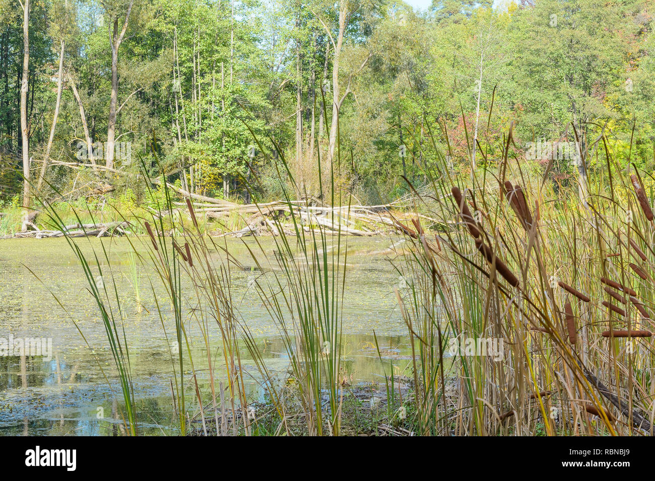 Reeds in the swamp hi-res stock photography and images - Alamy