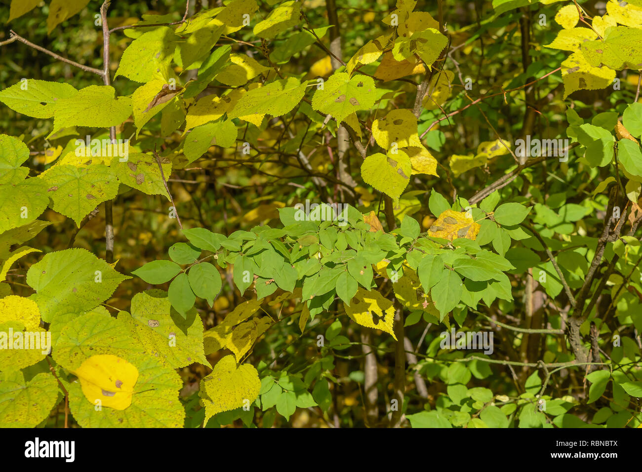 Rays of sunlight in the branches, Trees Stock Photo - Alamy