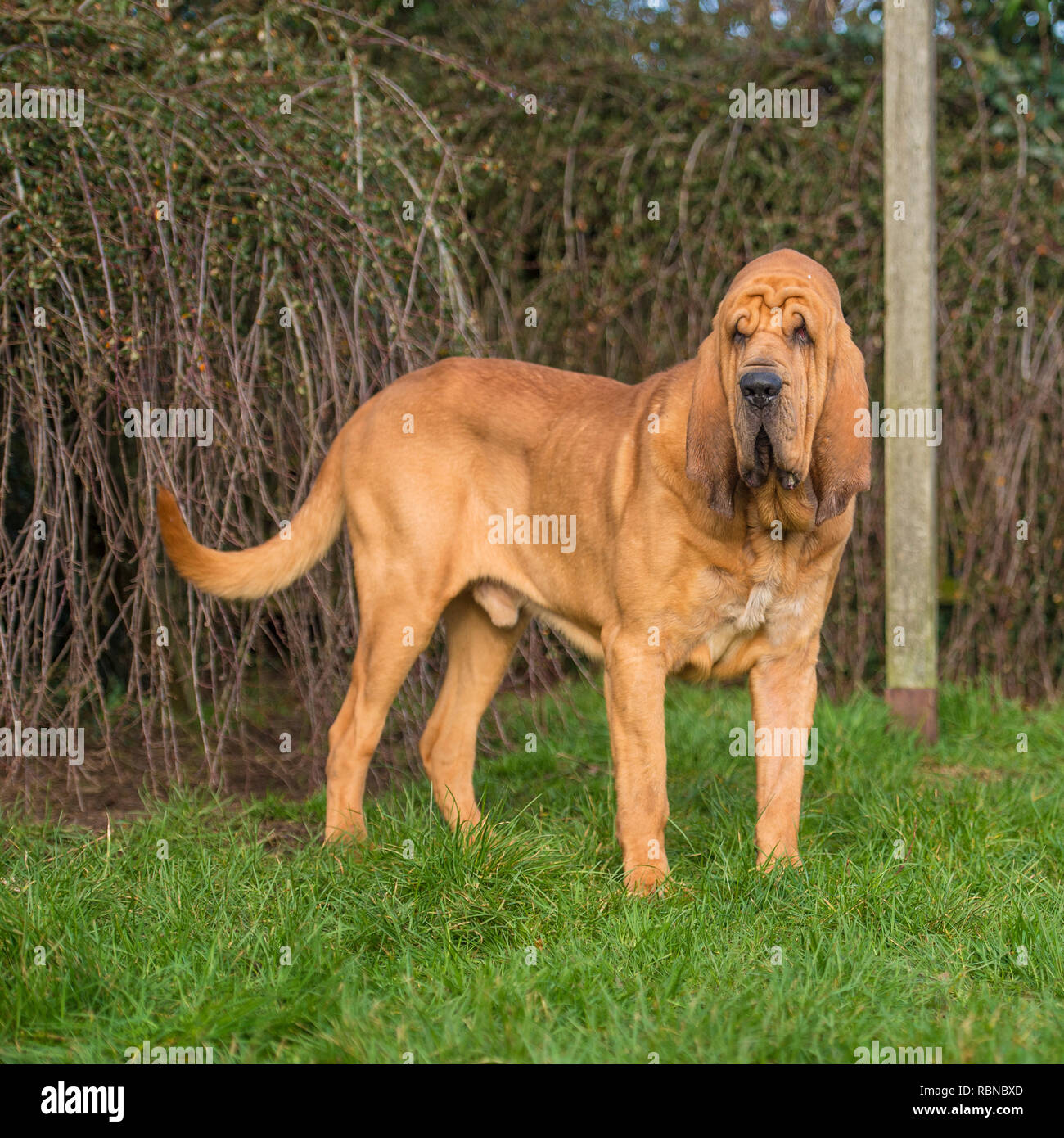 Blood hound profile hi-res stock photography and images - Alamy
