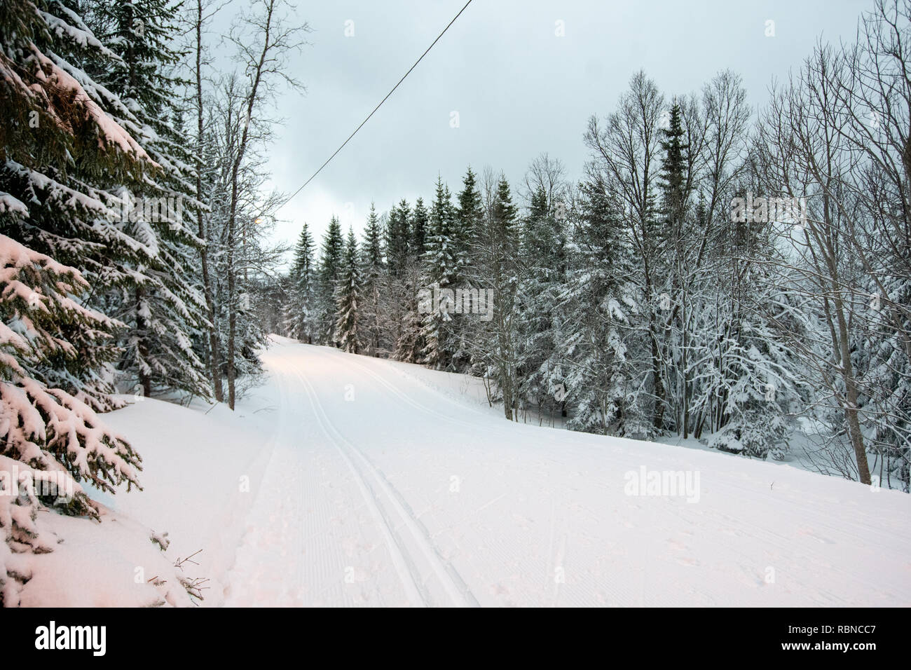 Norway pine forest hi-res stock photography and images - Alamy