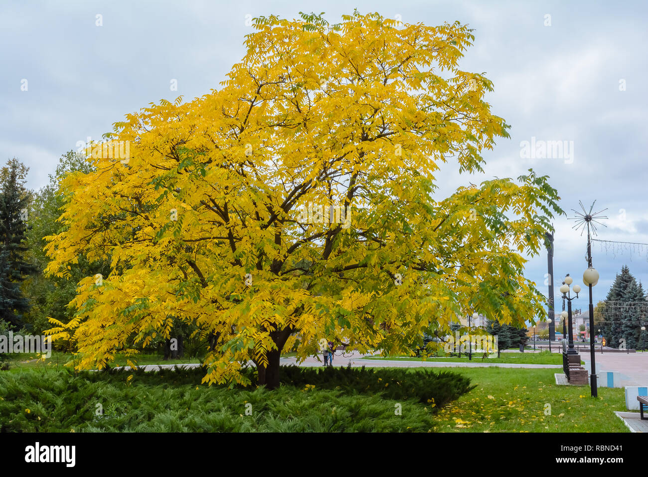 Culture tree hi-res stock photography and images - Alamy