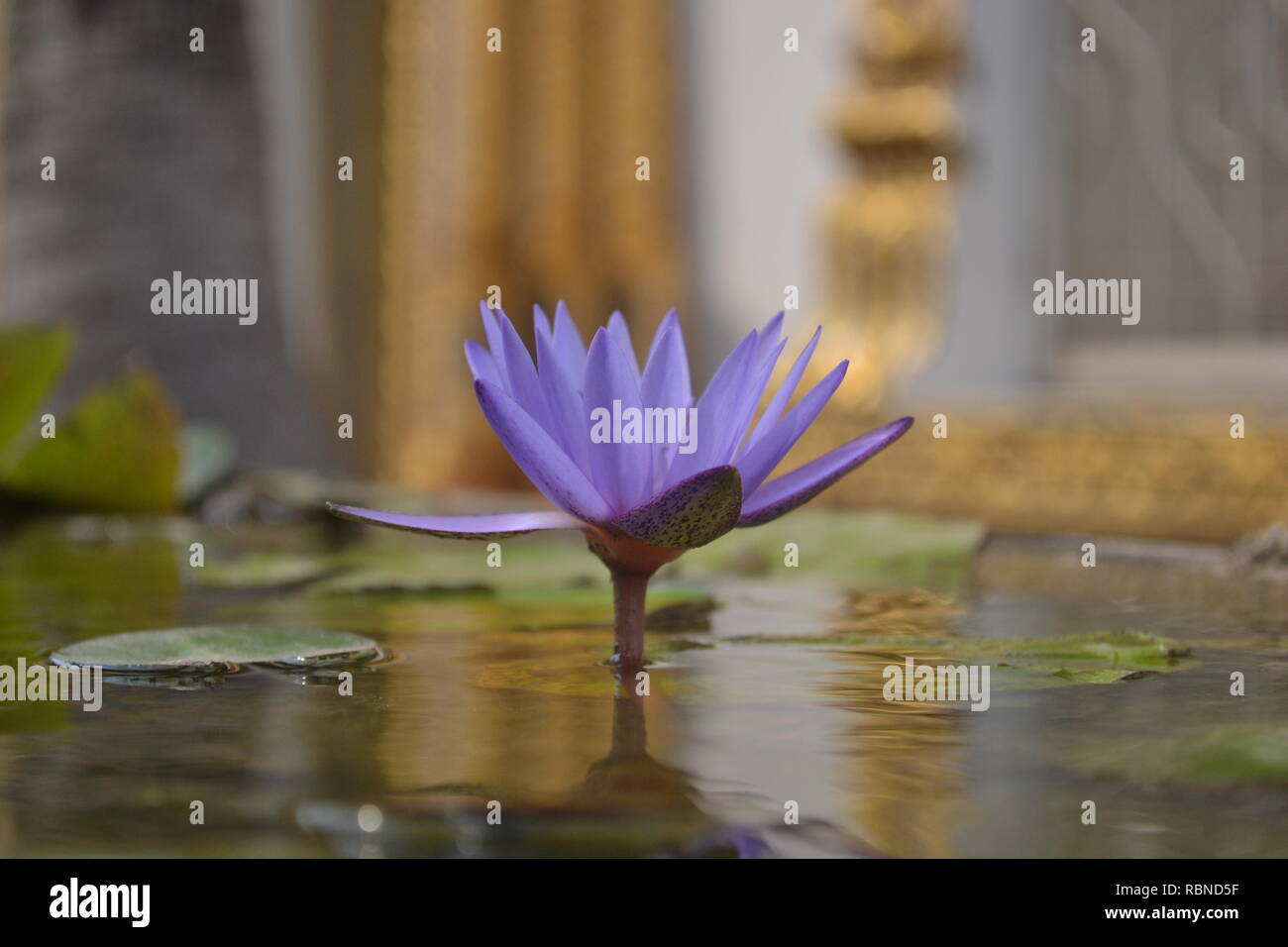 Lavender lotus in a pond Stock Photo - Alamy