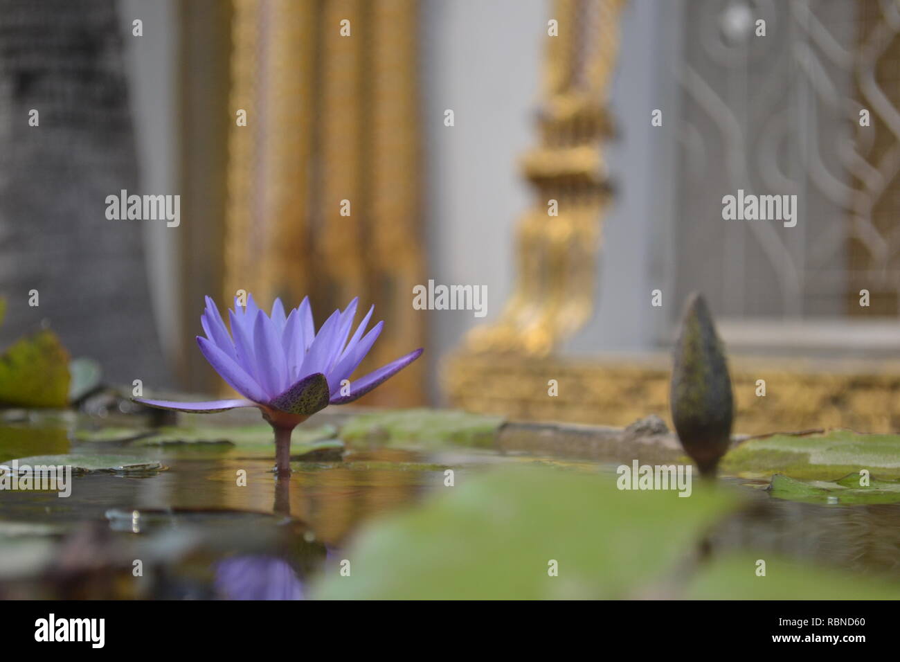 Lavender lotus in a pond Stock Photo - Alamy