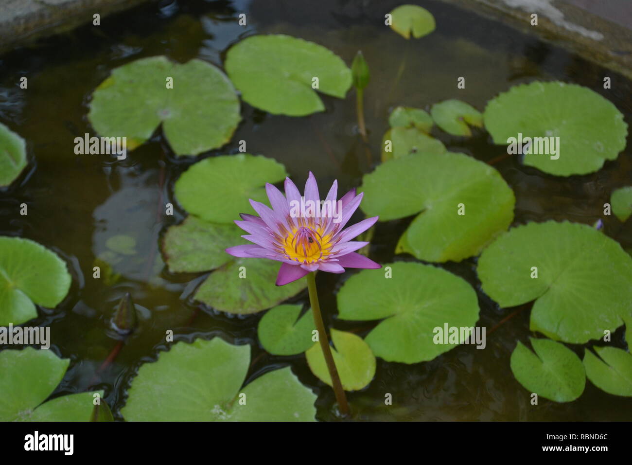 Lavender lotus in a pond Stock Photo - Alamy