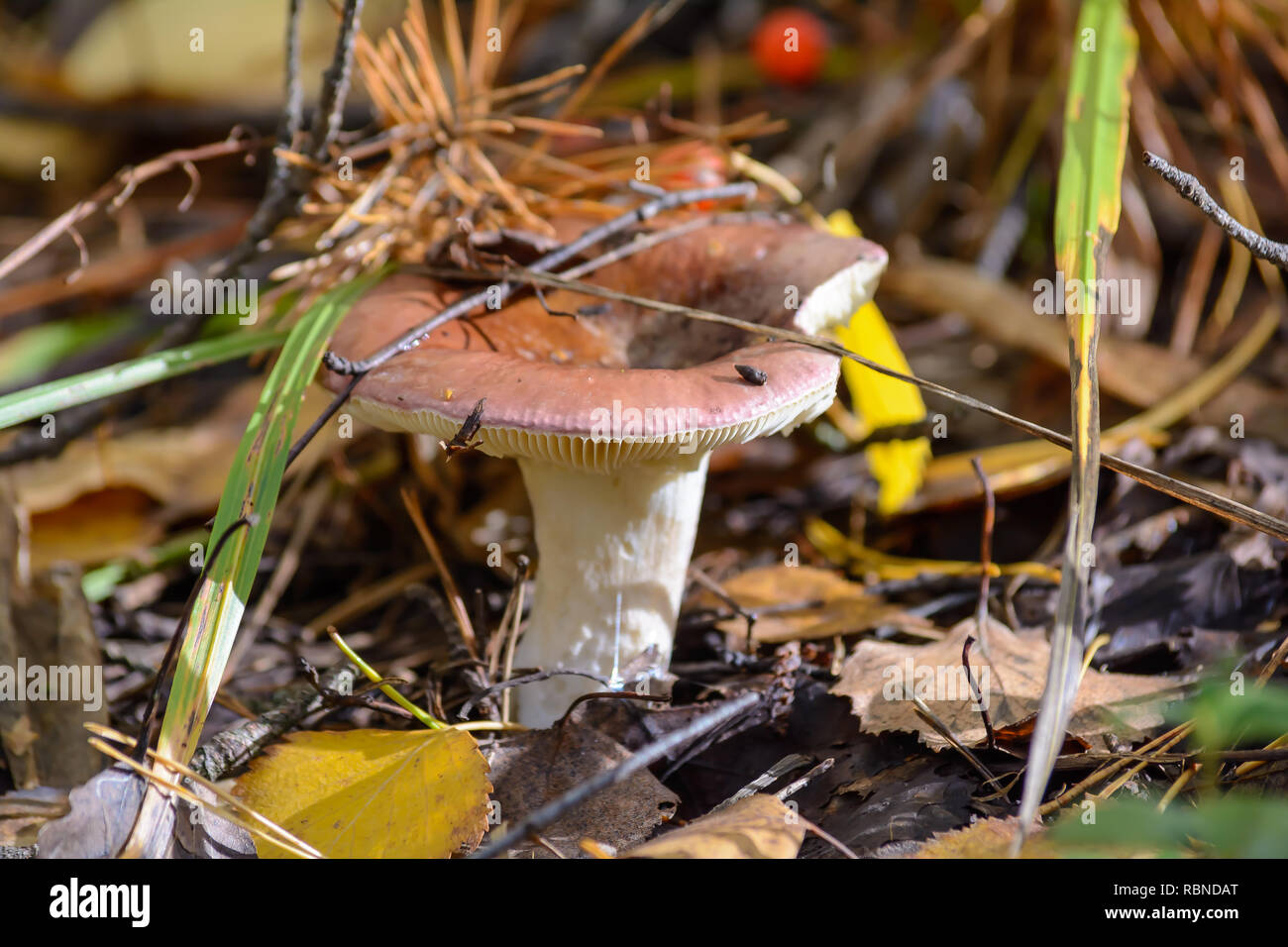 Edible mushroom, Fungi Stock Photo - Alamy