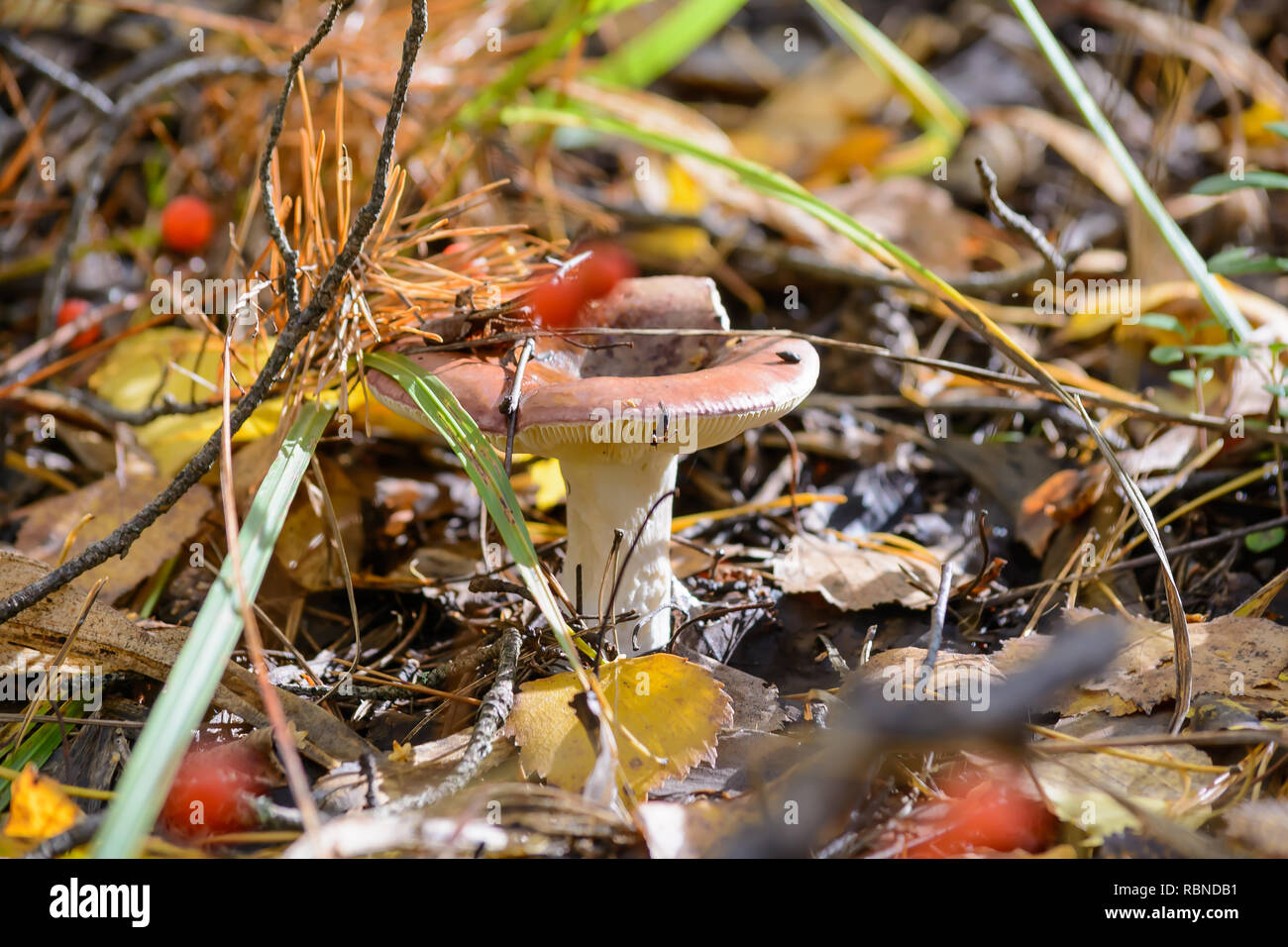 Edible mushroom, Fungi Stock Photo - Alamy