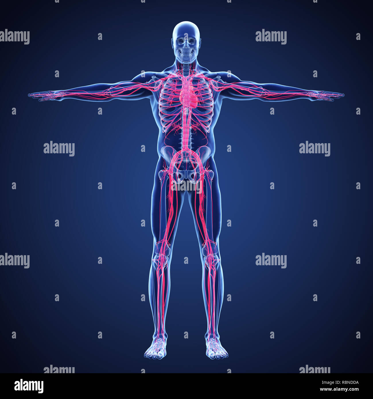 Human Circulatory System Illustration Stock Photo - Alamy