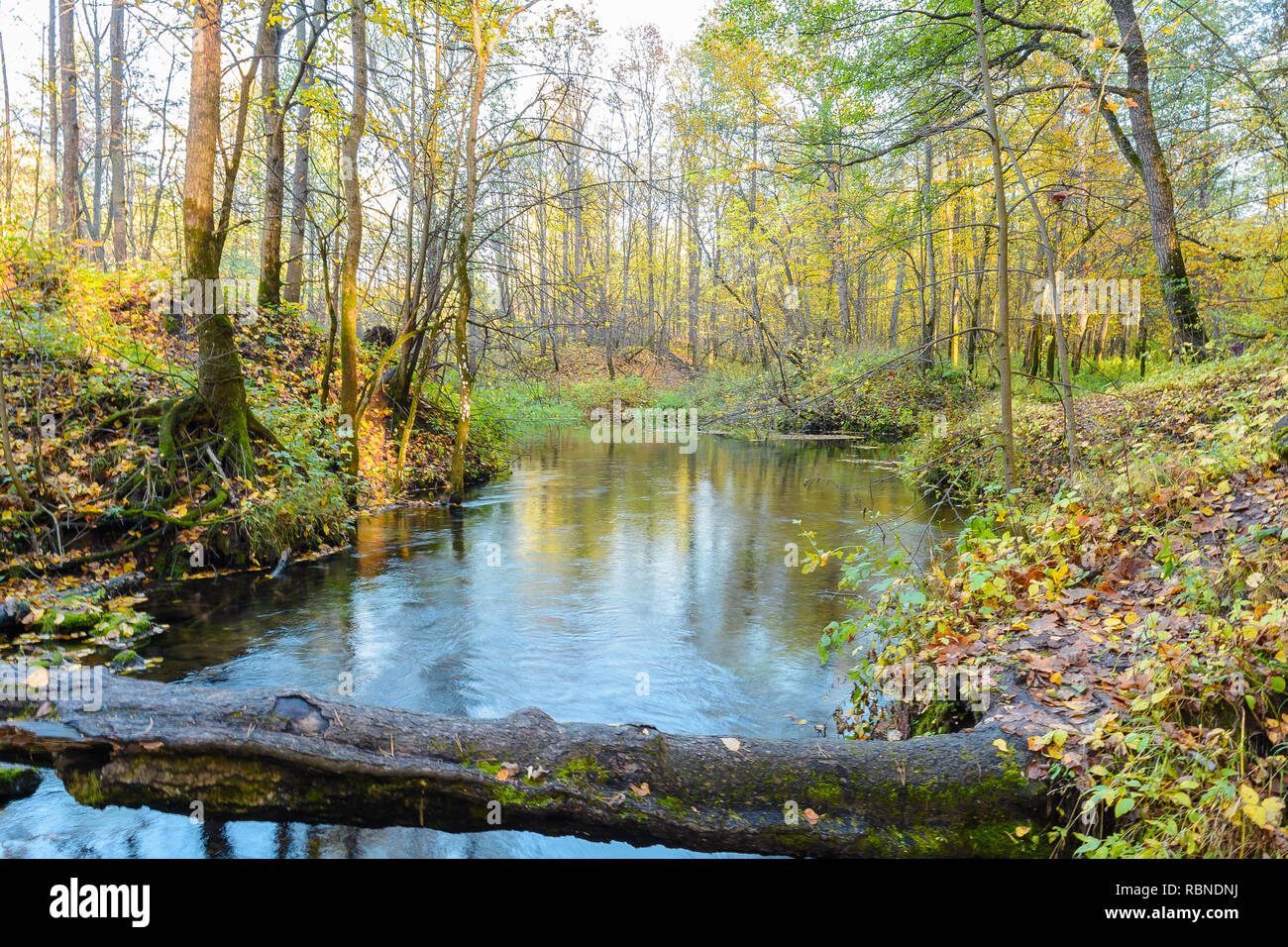 Forest river, Spring water Stock Photo - Alamy