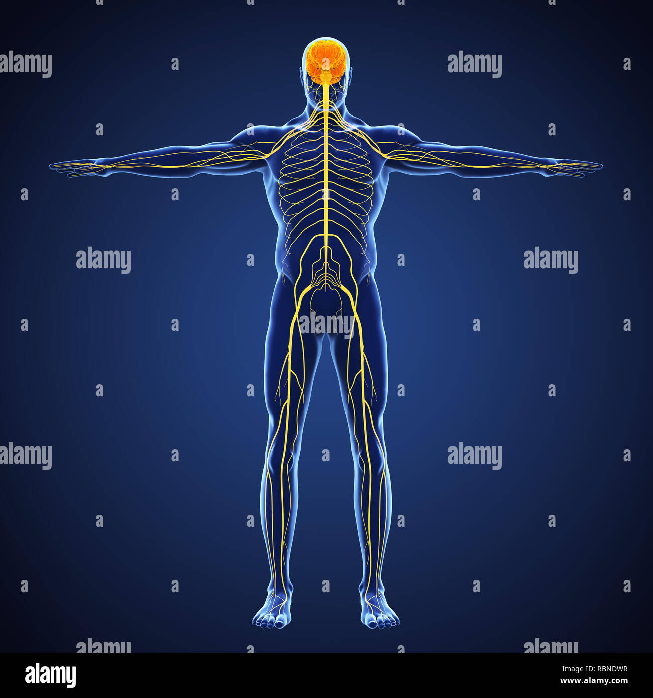 Human body nervous system hi-res stock photography and images - Alamy