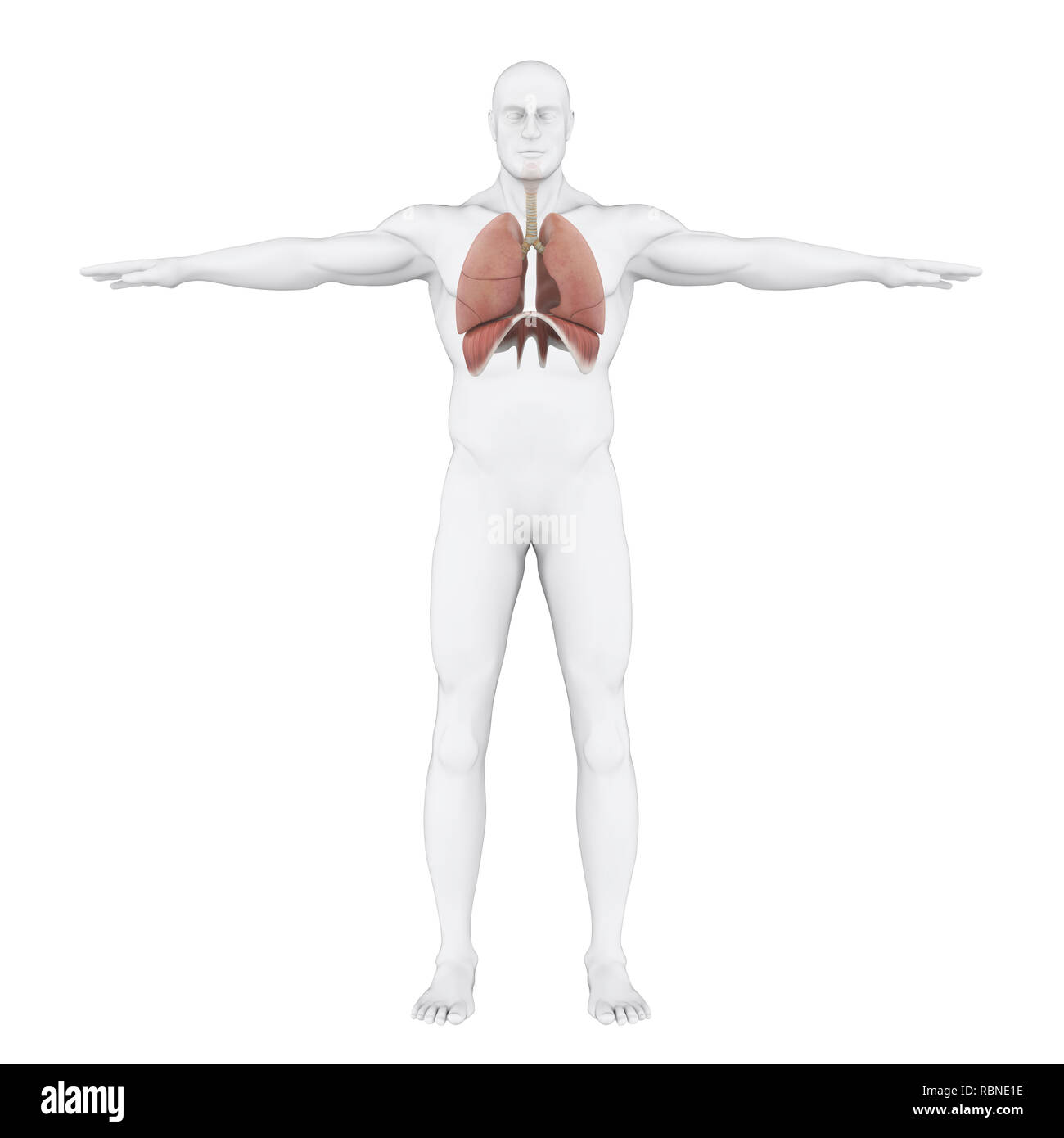 Human Respiratory System Illustration Stock Photo - Alamy