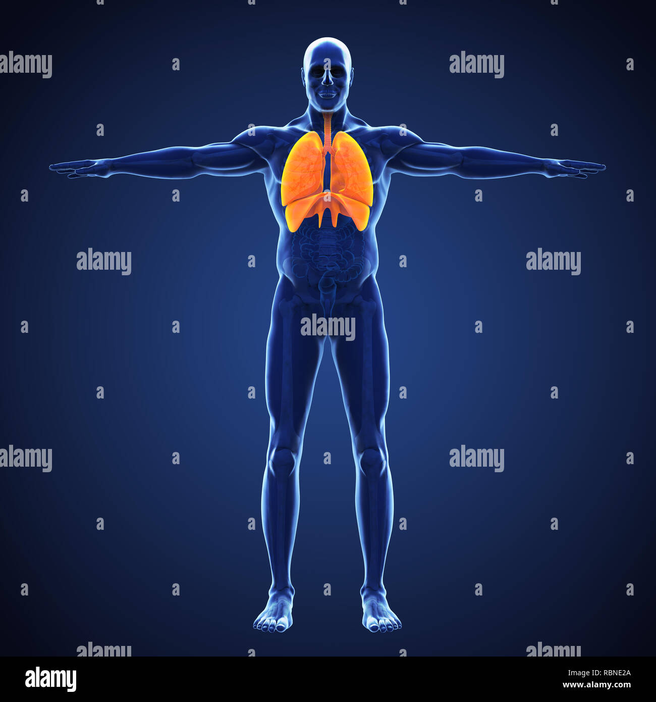 Human Respiratory System Illustration Stock Photo - Alamy