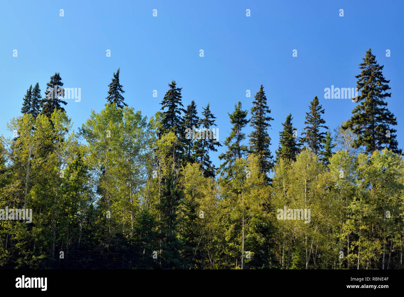 Spruce and aspen trees, Wood Buffalo National Park, Alberta, Canada ...