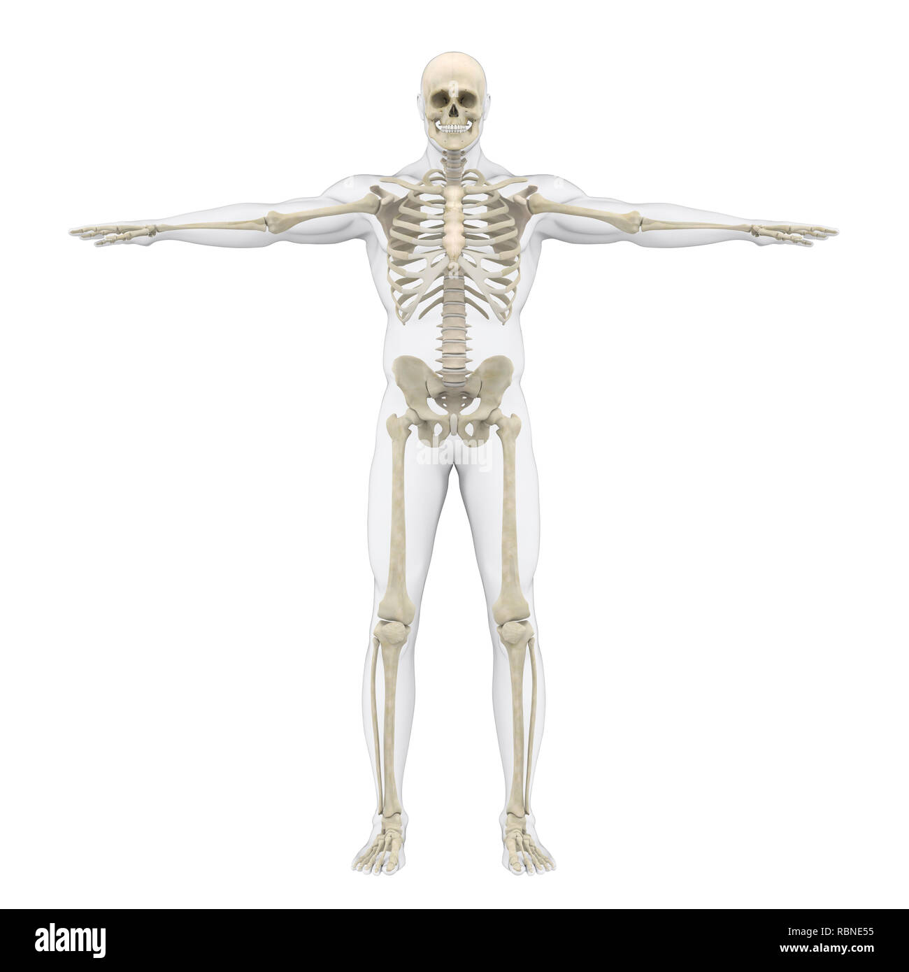 Skeletal system hi-res stock photography and images - Alamy
